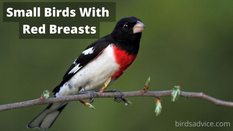 11 Small Birds With Red Breasts (Inc. Awesome Photos) - Birds Advice