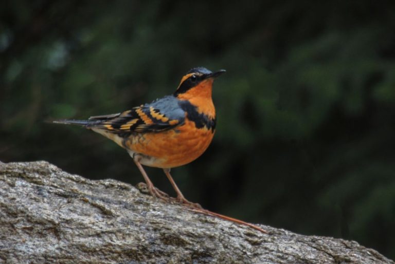 25 Orange Birds in North America (Inc. Awesome Photos)