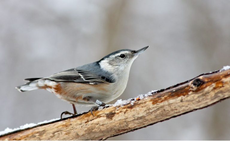 12 Small Black And White Birds (Inc. Awesome Photos) - Birds Advice