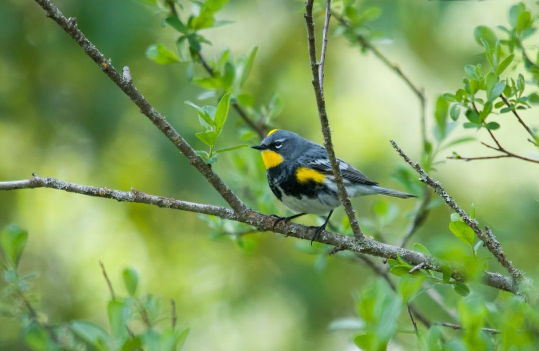 34 Backyard Birds of the Pacific Northwest (Inc. Awesome Photos ...