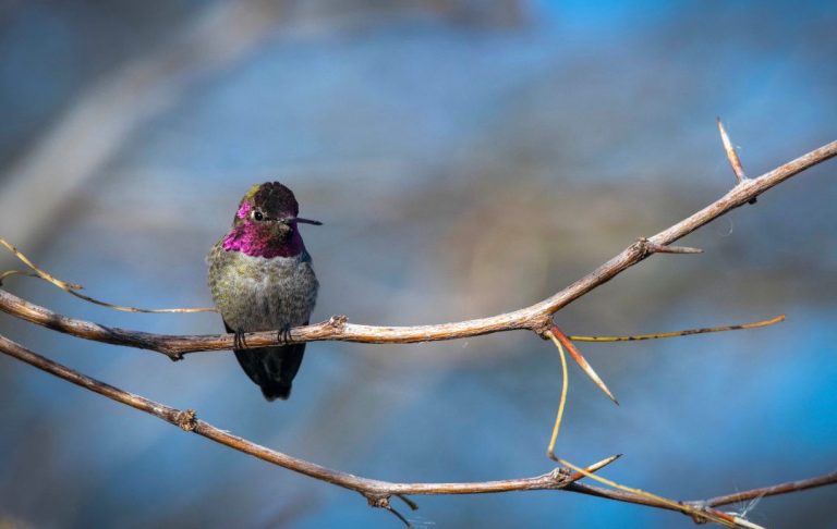 34 Backyard Birds of the Pacific Northwest (Inc. Awesome Photos ...