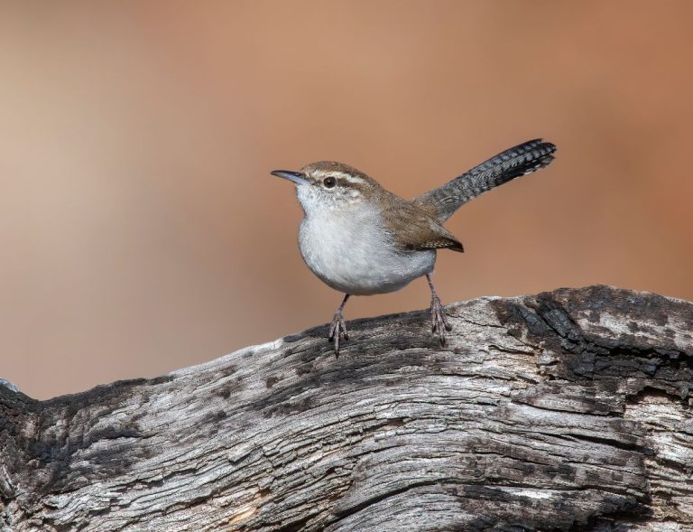 15 Small Brown Birds with Long Beaks (Inc. Awesome Photos)