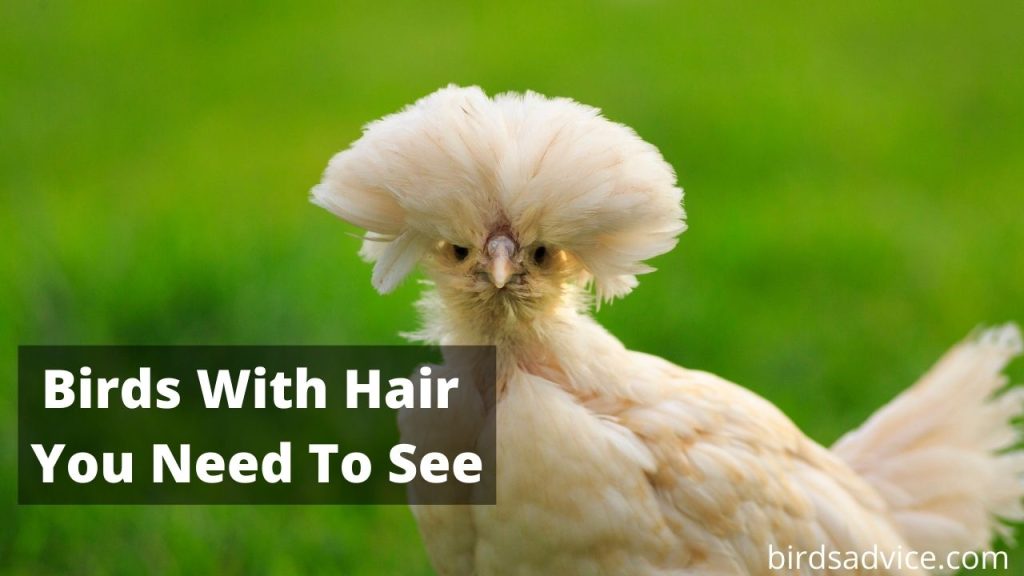 30 Birds With Hair You Need To See To Believe (Inc. Awesome Photos ...
