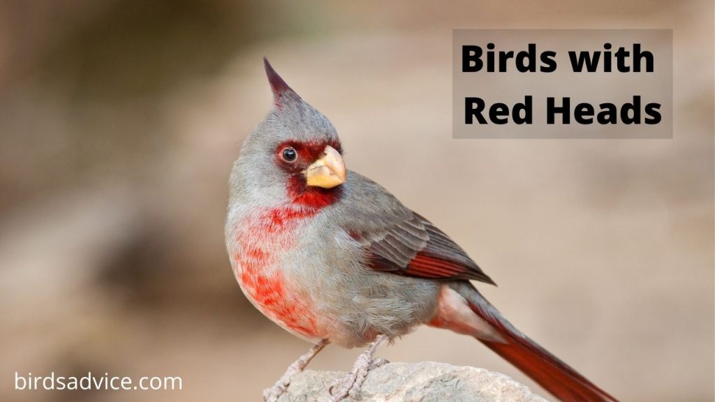 25 Birds with Red Heads North America Inc. Awesome Photos)