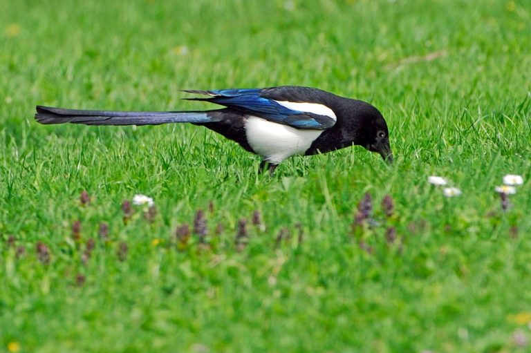 14 Birds That Are Black And Blue (Inc. Awesome Photos)