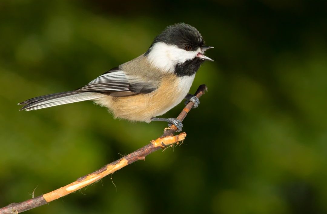 12 Small Gray Birds (Inc. Awesome Photos)