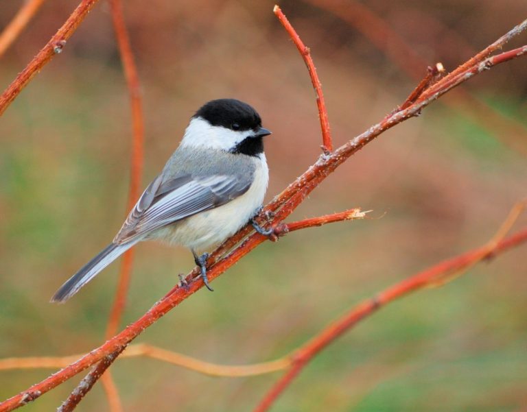 21 Gray Birds in North America (Inc. Awesome Photos)