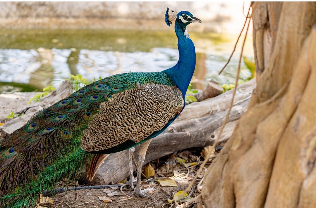23 Birds Similar to Peacocks (Inc. Awesome Photos)