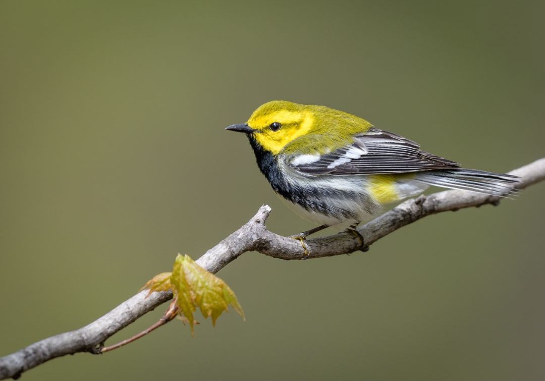 29 Yellow Birds in California (Inc. Awesome Photos)