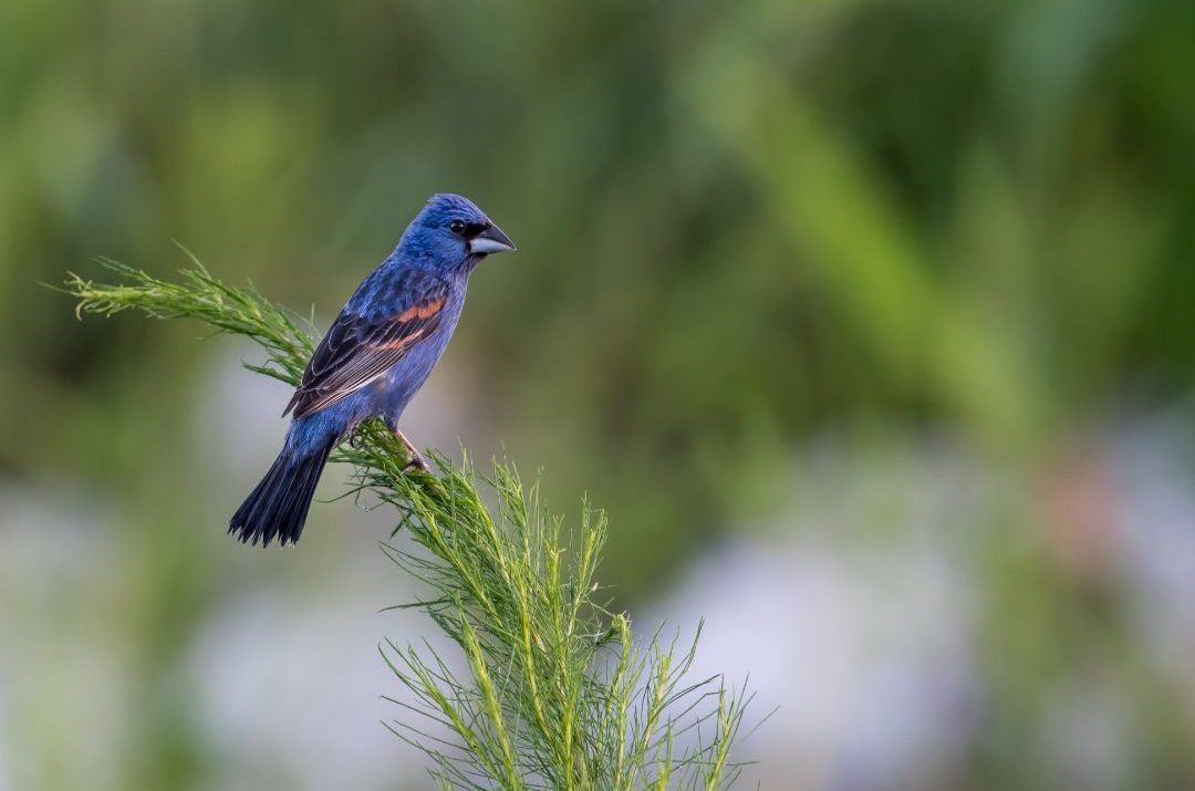 14 Birds That Are Black And Blue (Inc. Awesome Photos)