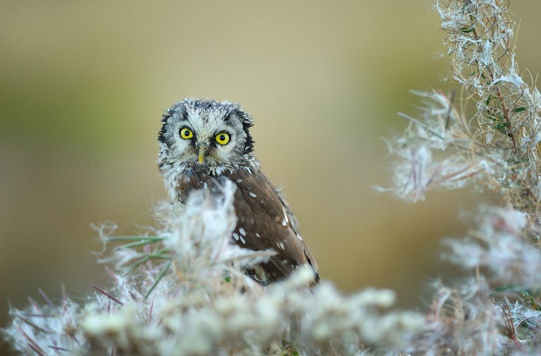 The Top 15 Cutest Owls in the World (Inc. Awesome Photos)