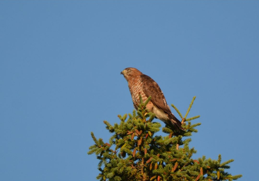 8 Species of Hawk in Pennsylvania (Inc. Awesome Photos)