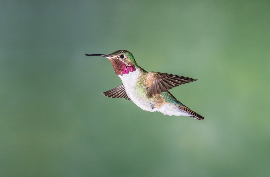 7 Species of Red Hummingbirds in North America (Inc. Awesome Photos)