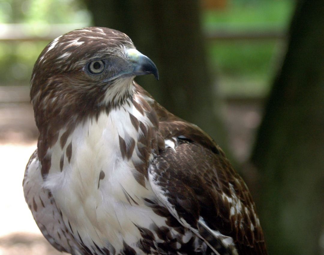 7 Species of Hawk in Maryland (Inc. Awesome Photos)