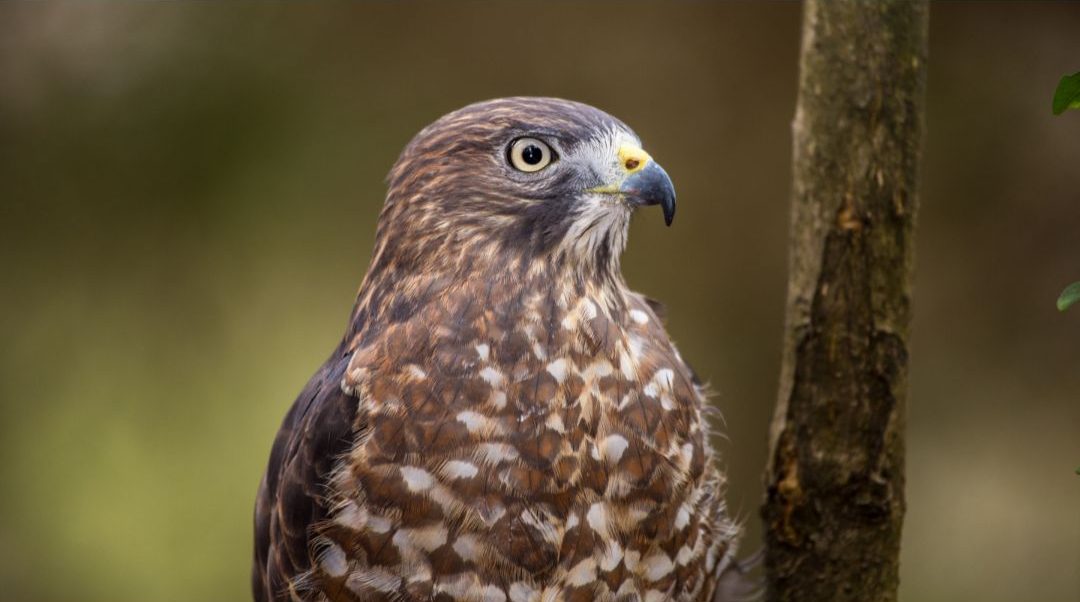 7 Species of Hawk in Tennessee (Inc. Awesome Photos)