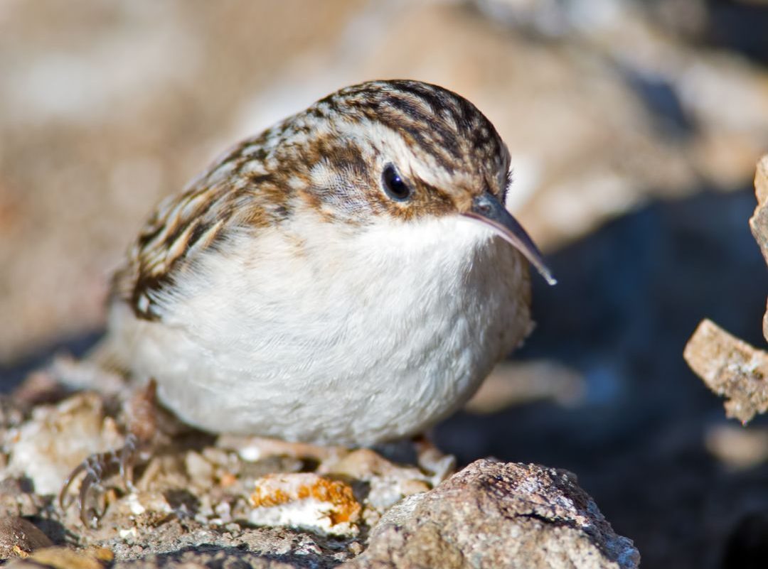 15 Small Brown Birds with Long Beaks (Inc. Awesome Photos)