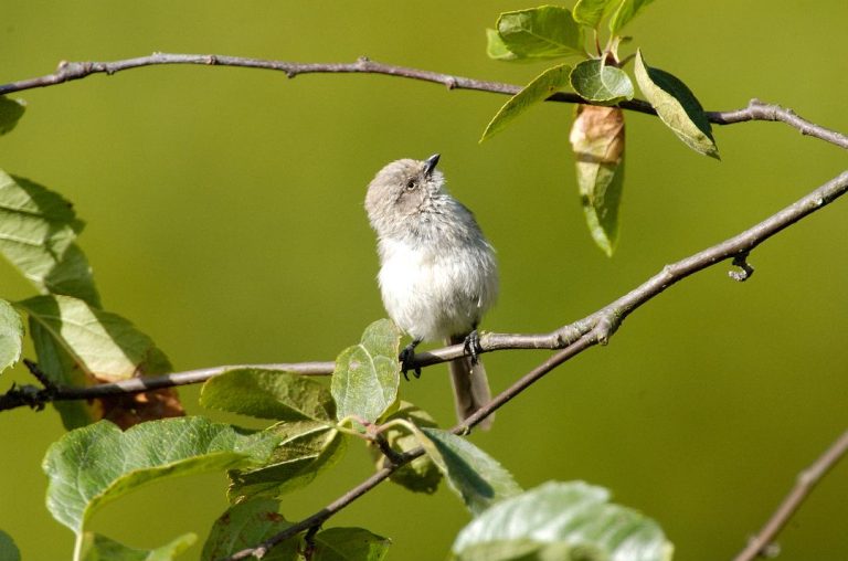 13 Small Gray Birds with White Bellies (Inc. Awesome Photos)