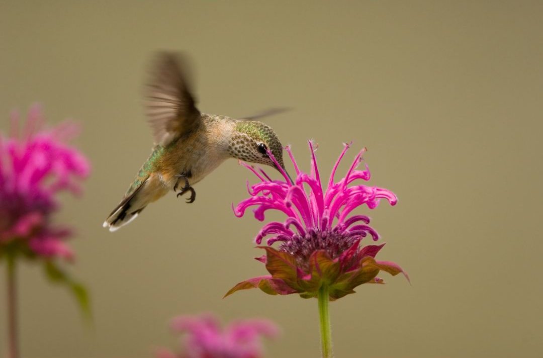 7 Species of Red Hummingbirds in North America (Inc. Awesome Photos)