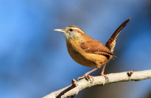 15 Small Brown Birds with Long Beaks (Inc. Awesome Photos)