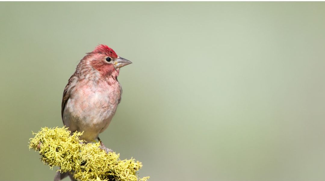 14+ Red Birds in Texas (Inc. Awesome Photos)