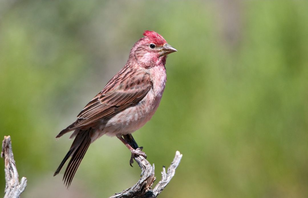 25 Birds with Red Heads North America Inc. Awesome Photos)