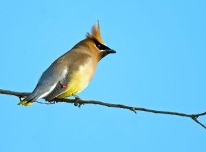 29 Yellow Birds in California (Inc. Awesome Photos)