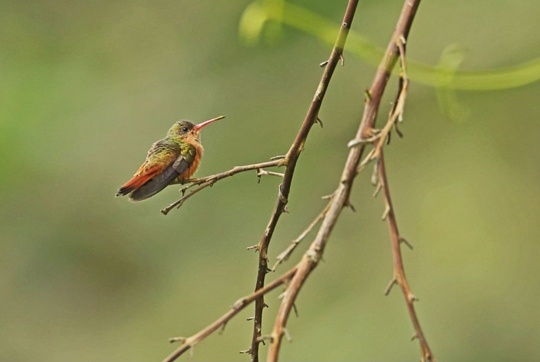 7 Species of Red Hummingbirds in North America (Inc. Awesome Photos)