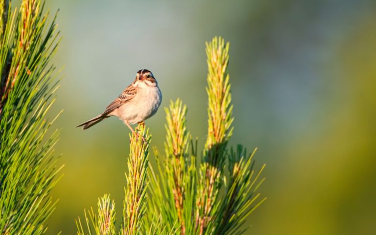 6 Species of Sparrows with Striped Heads (Inc. Awesome Photos)