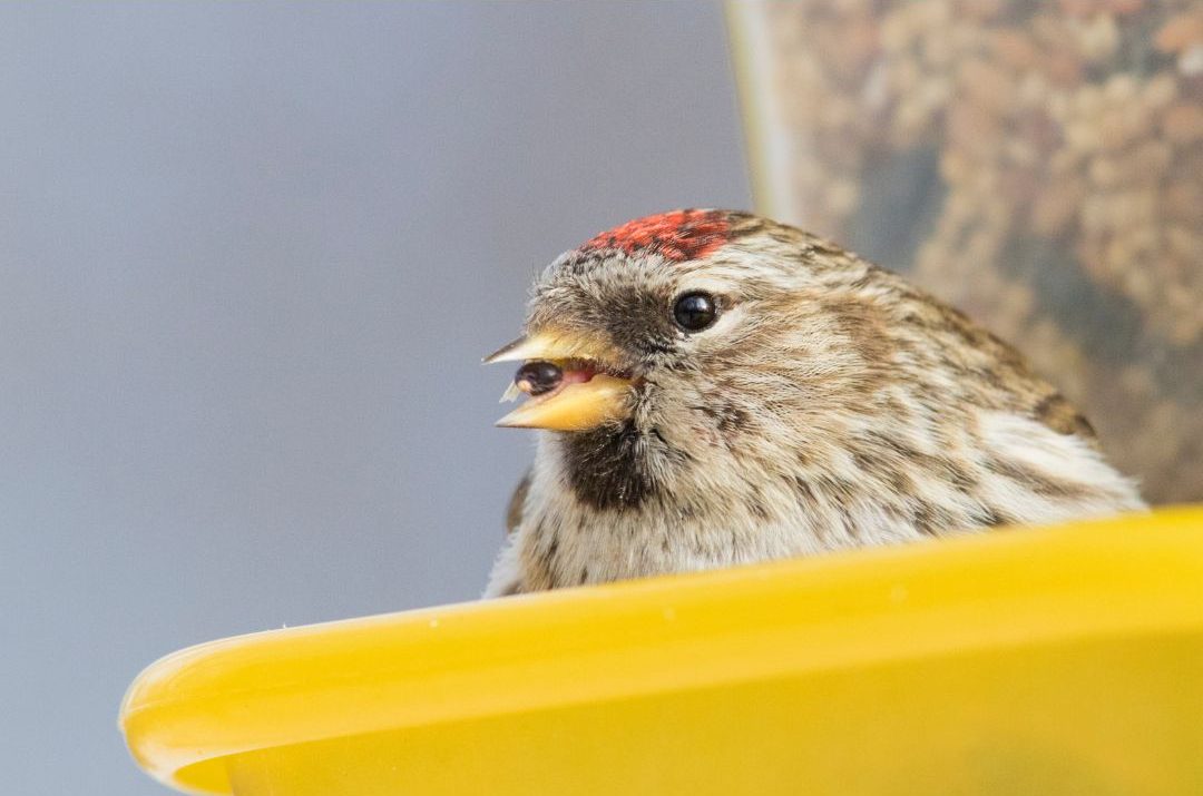 14+ Red Birds in Texas (Inc. Awesome Photos)
