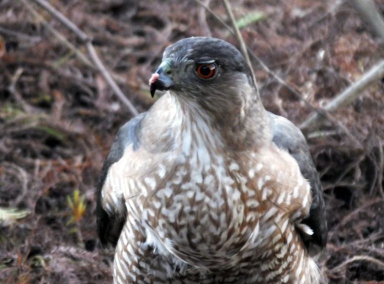 18 Species of Hawks in Texas (Inc. Awesome Photos)