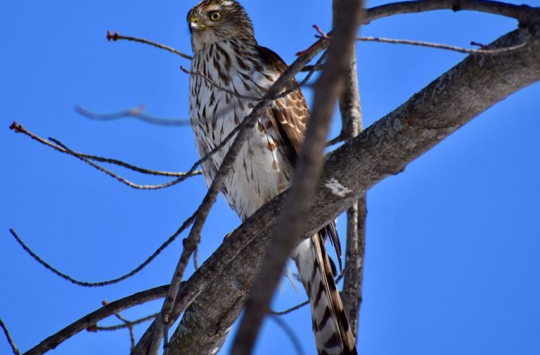 11 Species of Hawks in Michigan (Inc. Awesome Photos)