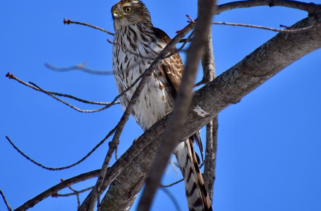 6 Species of Hawk in South Carolina (Inc. Awesome Photos) - Birds Advice
