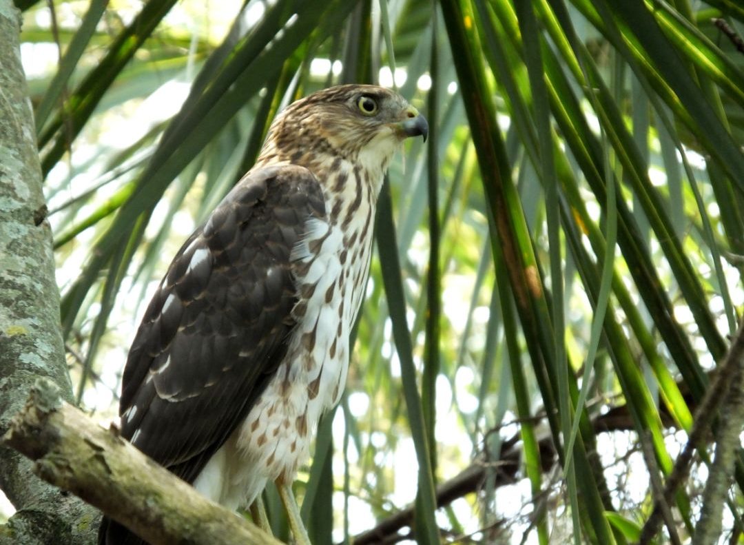8 Species of Hawk in Virginia (Inc. Awesome Photos)