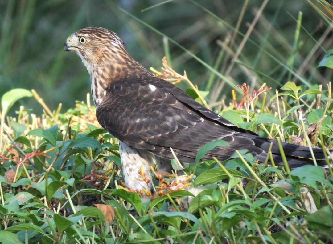 6 Species of Hawk in Georgia (Inc. Awesome Photos)