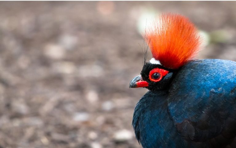 25+ Fabulous Birds With Mohawks (Inc. Awesome Photos)