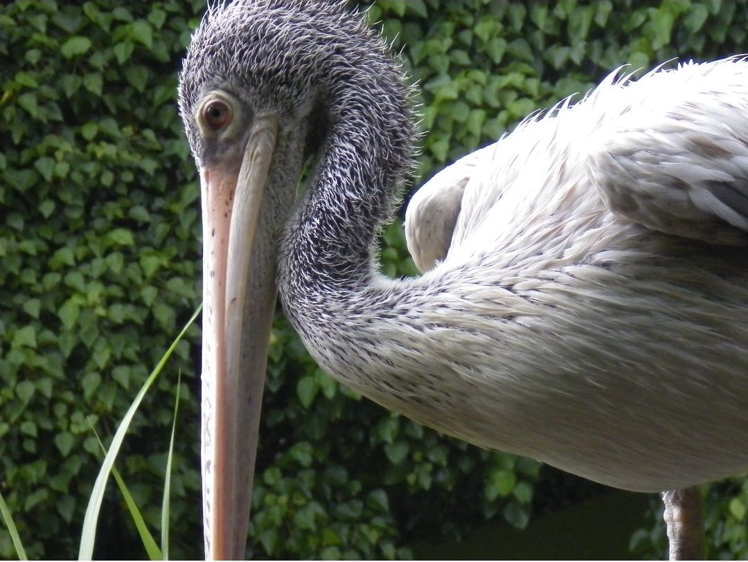 30 Birds With Hair You Need To See To Believe (Inc. Awesome Photos ...