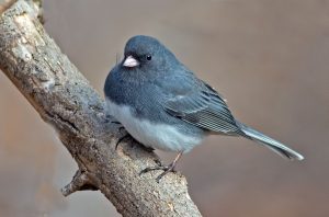 12 Small Gray Birds (Inc. Awesome Photos)