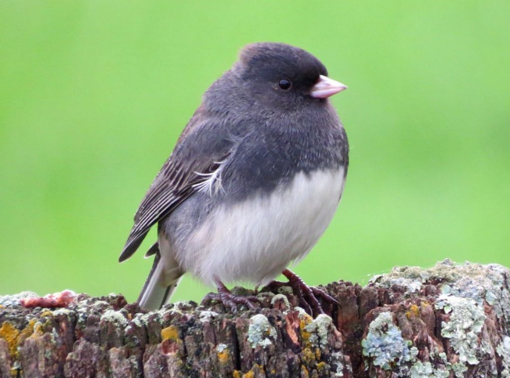 Little Grey Bird With White Belly