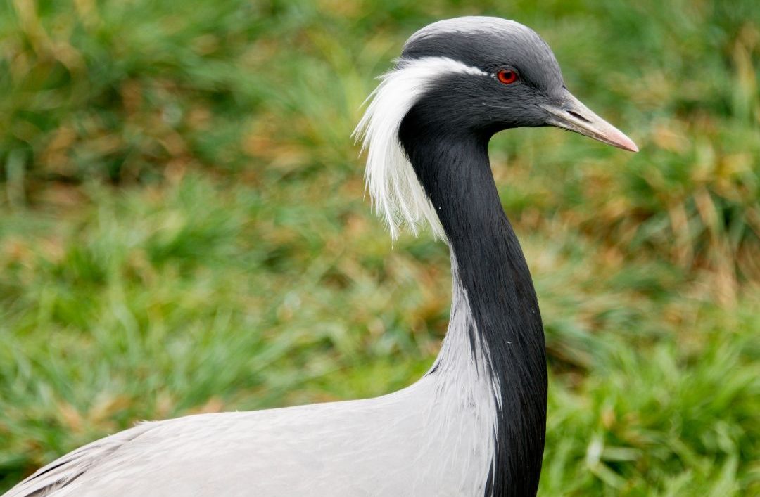 30 Birds With Hair You Need To See To Believe (Inc. Awesome Photos ...