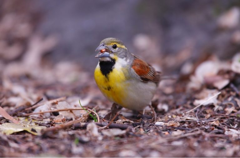 16 Birds That Look Like Sparrows (Inc. Awesome Photos)