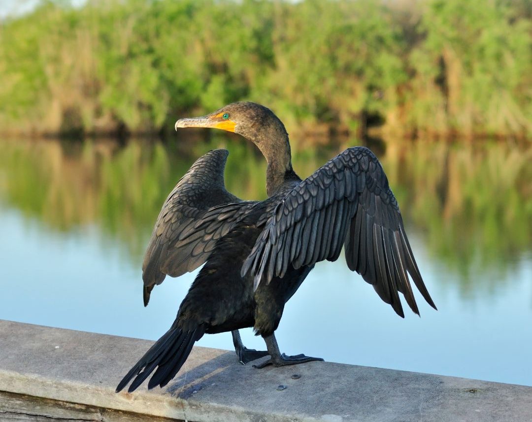 13 Birds With Crests Of North America (Inc. Awesome Photos)