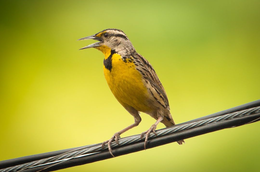 19 Yellow Birds With Black on Wings (Inc. Awesome Photos)