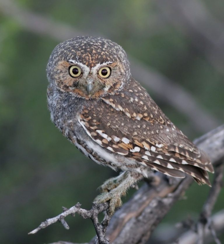 The Top 15 Cutest Owls in the World (Inc. Awesome Photos)