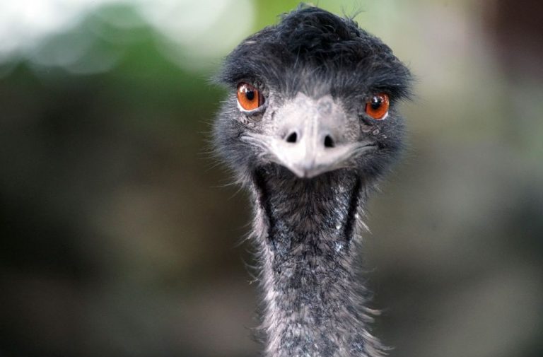 30 Birds With Hair You Need To See To Believe (Inc. Awesome Photos ...