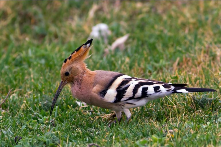 25+ Fabulous Birds With Mohawks (Inc. Awesome Photos)