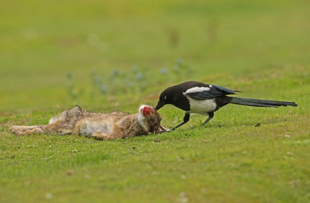 19 Birds That Eat Dead Animals (Inc. Awesome Photos) - Birds Advice