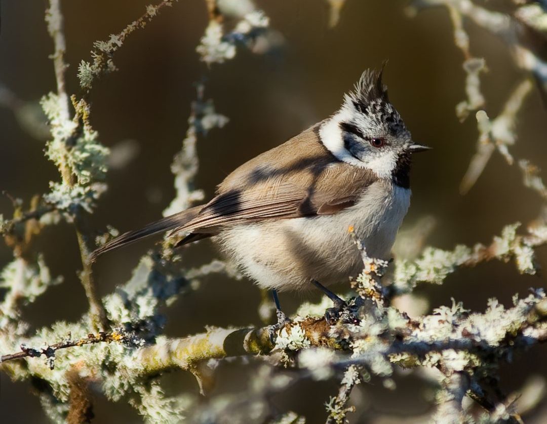 13 Small Gray Birds with White Bellies (Inc. Awesome Photos)