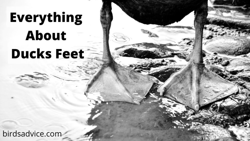Ducks Feet - Everything You Need To Know (inc. Photos)