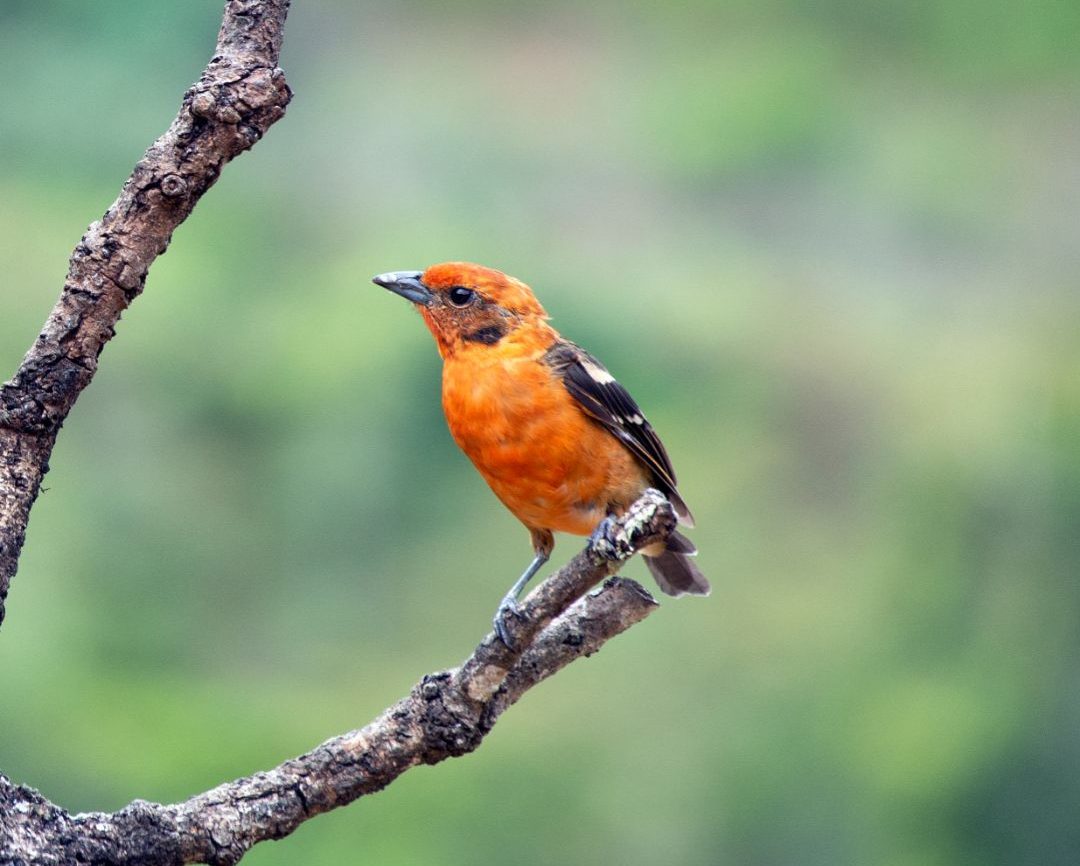 14+ Red Birds in Texas (Inc. Awesome Photos)