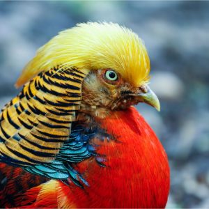 25+ Fabulous Birds With Mohawks (Inc. Awesome Photos) - Birds Advice